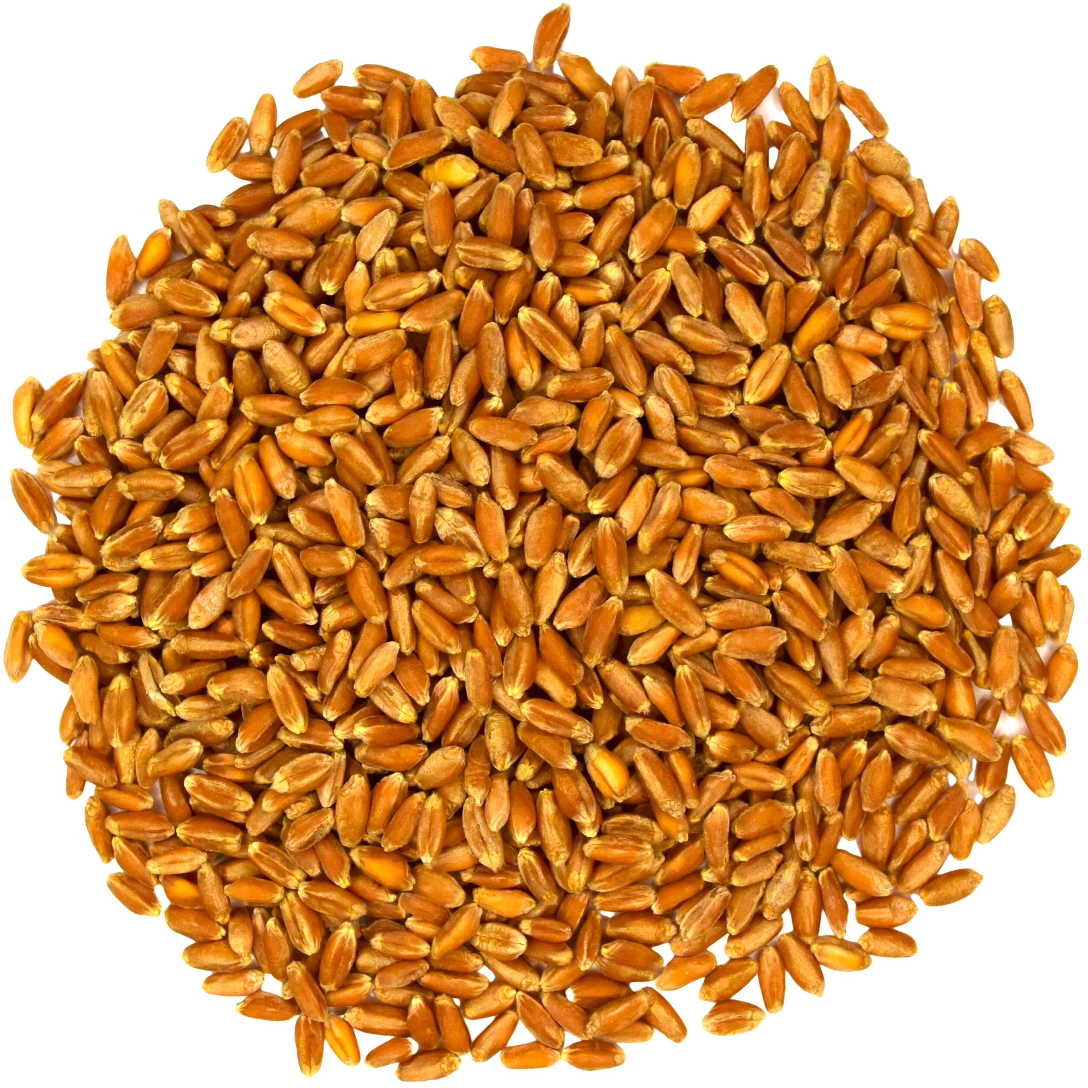 Hard Red Spring Wheat