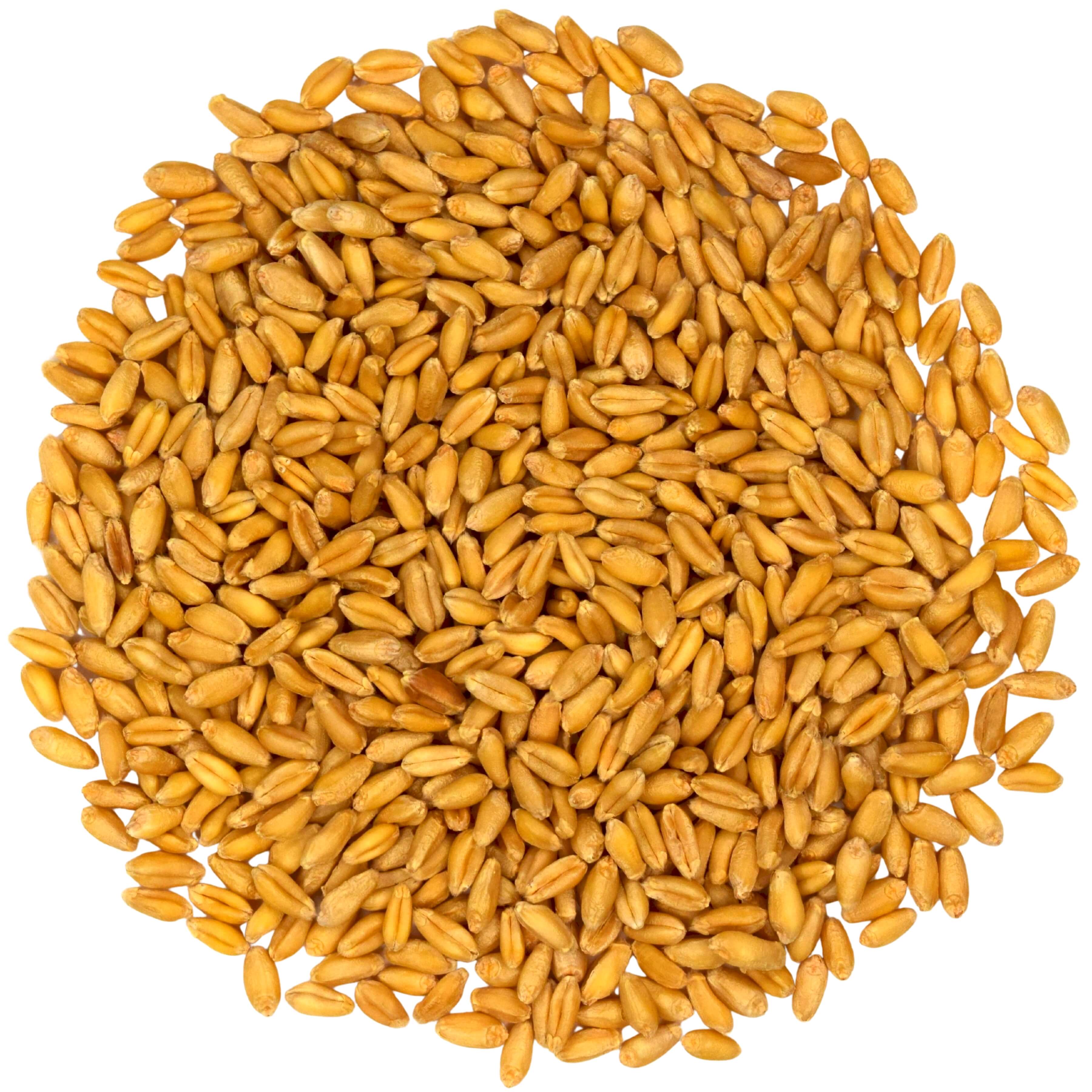 White Wheat Seed